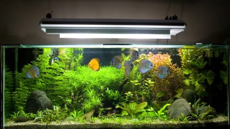 Bottom-Dwelling Fish: Which Is Best for Your Aquarium? | WONGCW ...